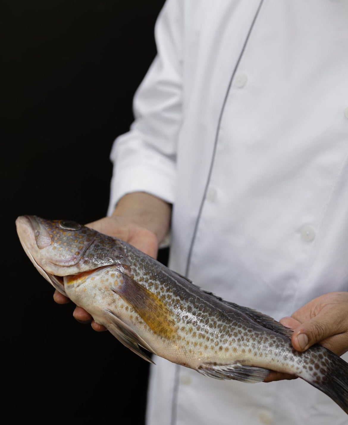 Pesca Sustentable | Grupo Contramar – Expendio de Contramar